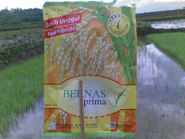 PERTANIAN: HATI-HATI MENANAM BENIH PADI HIBRIDA BERNAS PRIMA